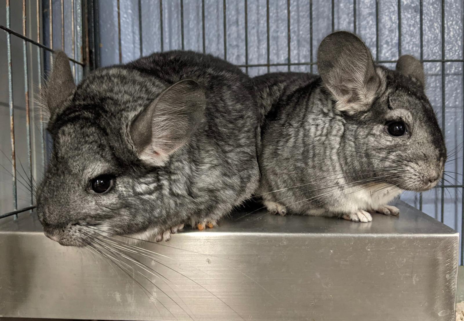 Adoption – Enchanted Chinchillas