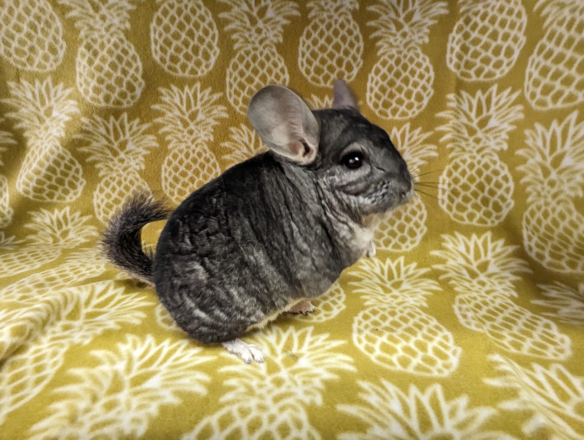 Chern – Enchanted Chinchillas