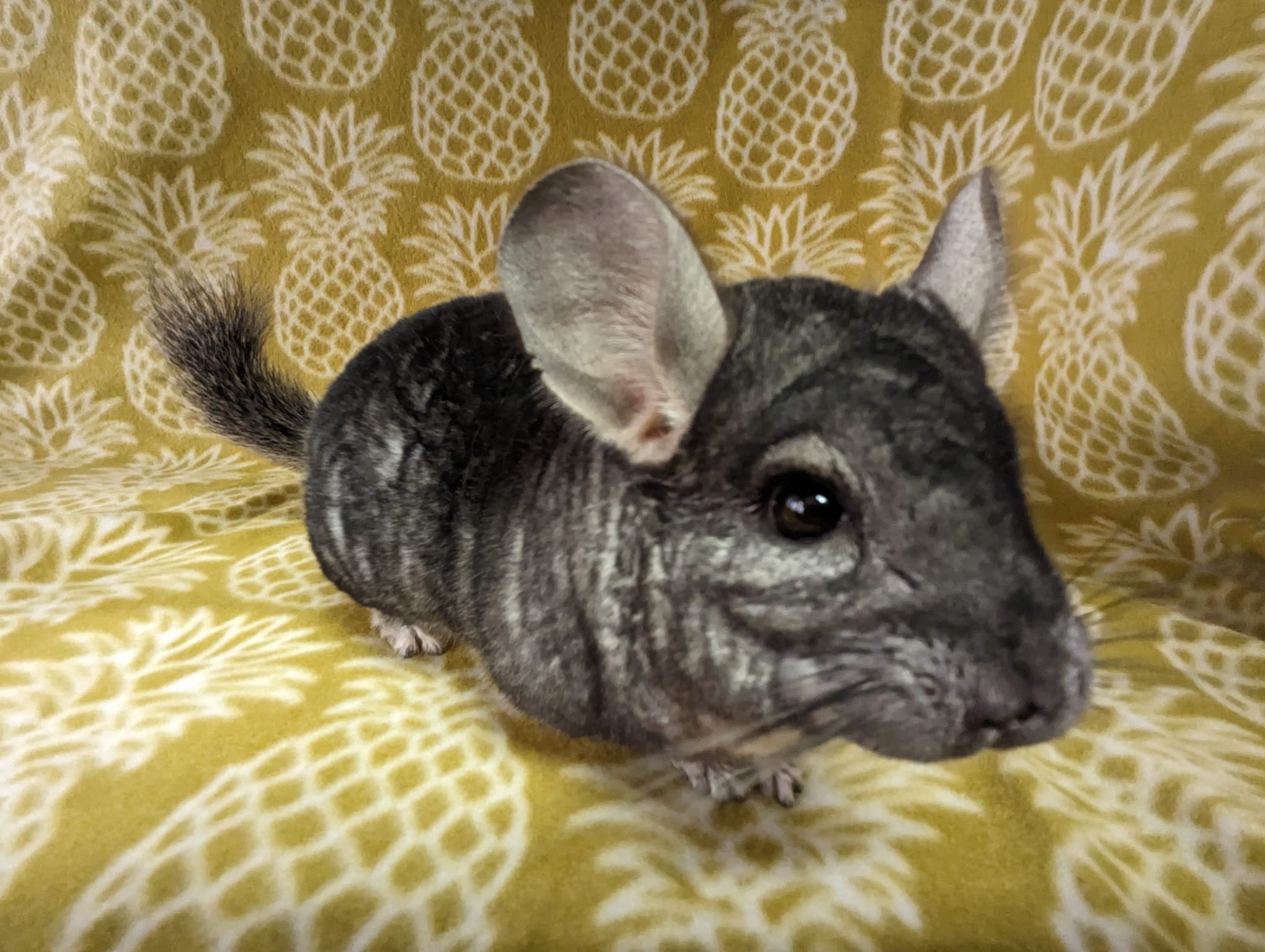 Chern – Enchanted Chinchillas